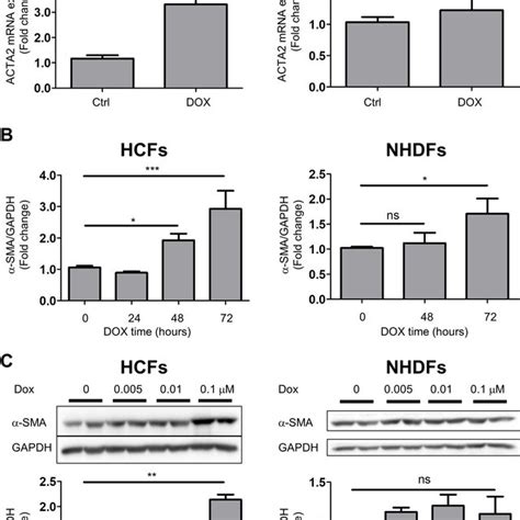 A Proposed Schematic Diagram Of DOX Induced Pro Fibrotic Changes In