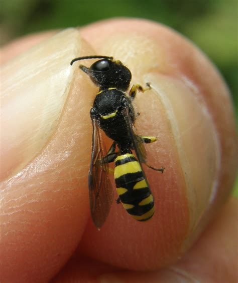 Ectemnius Cephalotes Bwars