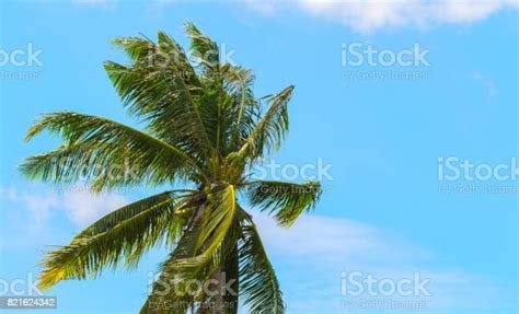 青椰棕櫚葉在藍藍的天空背景上棕櫚樹和明亮的藍色天空照片 照片檔及更多 休閒活動 主題 照片 休閒活動 主題 加勒比海 美洲