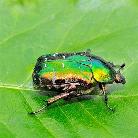 Shiny Green Beetle Identification