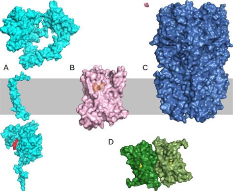 Receptor Proteins With Small Molecule Ligands A Epidermal Growth