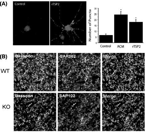 2 Tsp Is Necessary And Sufficient For Synapse Formation A Purified