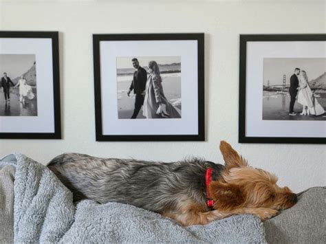 What Is An Insect Growth Regulator Igr An Expert Guide Petfriendly Box