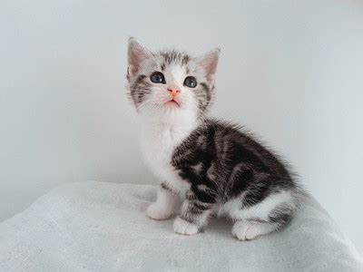 银虎斑美短图片 美短银虎斑猫图片 银虎斑图片 大山谷图库