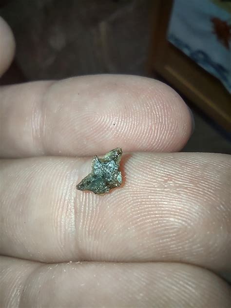 Shell Rot Will She Live Rturtle