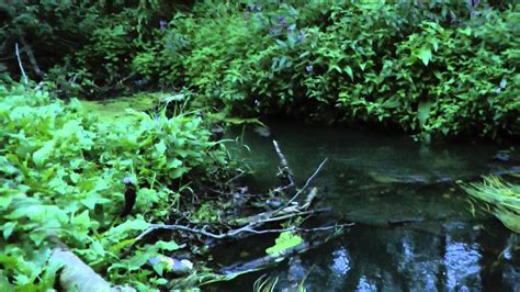 Bever Castor Fiber In Het Geldersch Nierskanaal Tussen Arcen En Wellerlooi Youtube