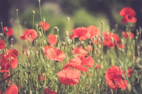 Premium Photo Field With Red Poppy Seed Blossoms Close Up