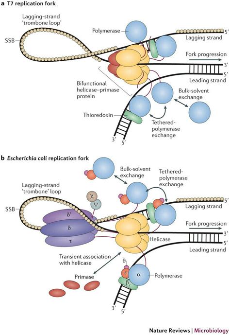 Rockland Notch Signalling Pathway Artofit