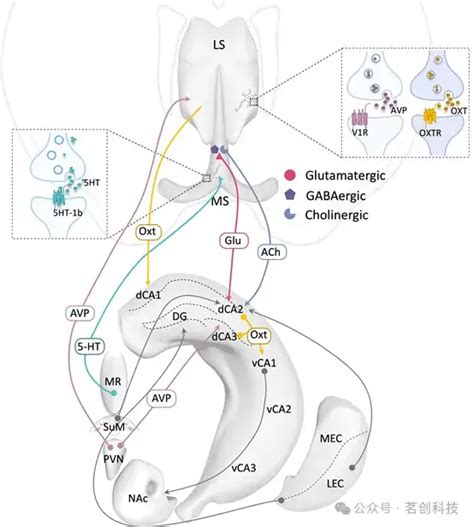 Biological Psychiatry 社交记忆的神经回路机制不只是海马体，还有隔核的作用内侧隔核 Gaba胆碱谷氨酸各自占比