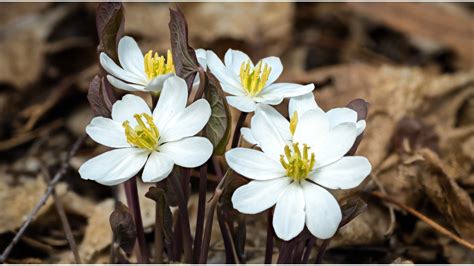 29 Native Plants For North Carolina Gardens