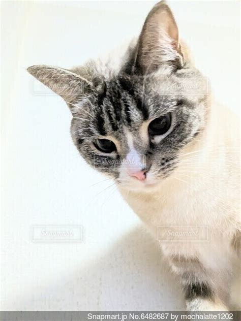 猫のクローズアップの写真・画像素材 Snapmart（スナップマート）