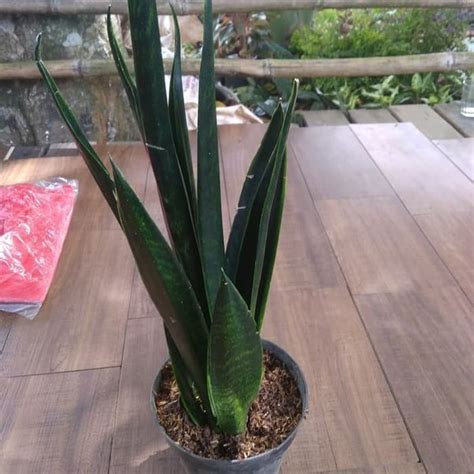 Jual Tanaman Hias Sansivera Cilindrika Lidah Mertua Hijau Di Lapak AGEN BIJI RUMPUT Bukalapak
