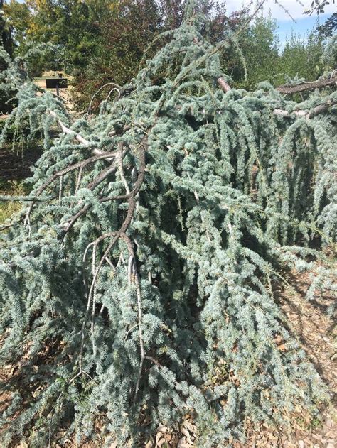 Weeping Blue Atlas Cedar Cedrus Alantica Glauca Pendula Zone 6 30