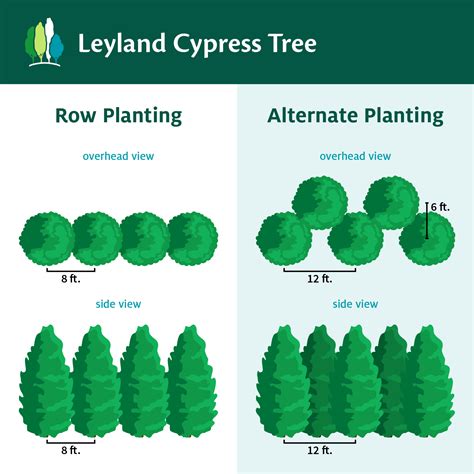 Leyland Cypress Trees For Sale