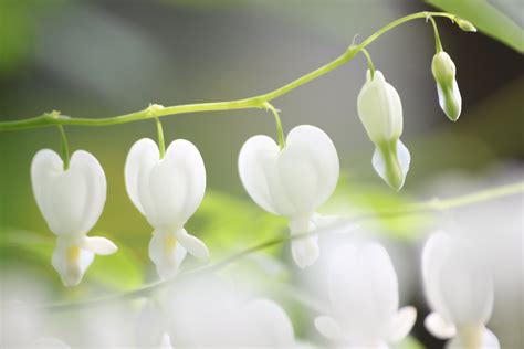 Close Up Photo Of White Bleeding Heart Flowers Hd Wallpaper Wallpaper