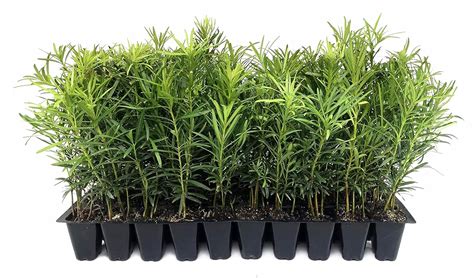 Podocarpus Macrophyllus Japanese Yew 3 Live Plants Podocarpus
