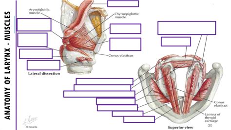 Anatomy Quiz Diagram Quizlet