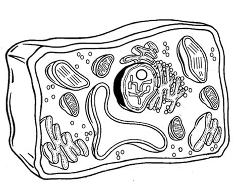 Plant Cell Color Worksheets