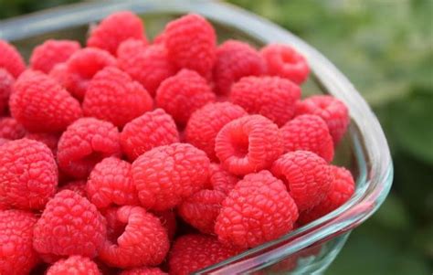 Raspberry Red Mammoth Falk Nurseries