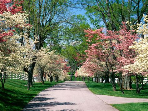 [300 ] Spring Park Wallpapers