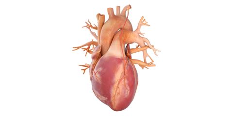 Docs4d The Real Heart With Lima Rdg And Lad Bypass