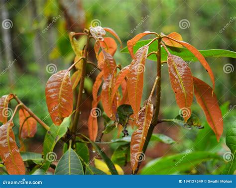 Hojas De Mango Tierno En Una Planta Imagen De Archivo Imagen De Hospital Hermoso 194127549