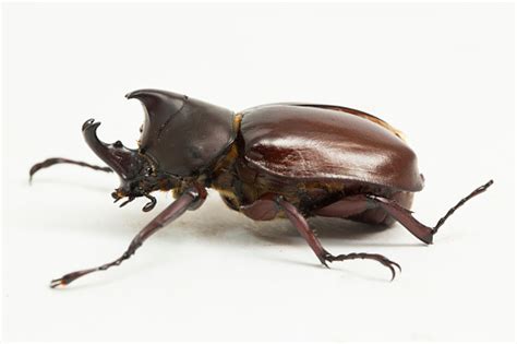 코뿔소 딱정벌레 Xylotrupes Australicus 흰색 배경에 0명에 대한 스톡 사진 및 기타 이미지 0명 갈색