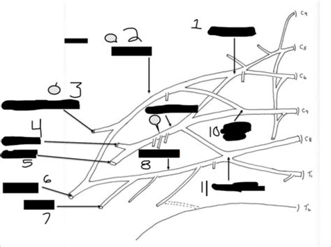 Brachial Plexus Labeled Flashcards Quizlet