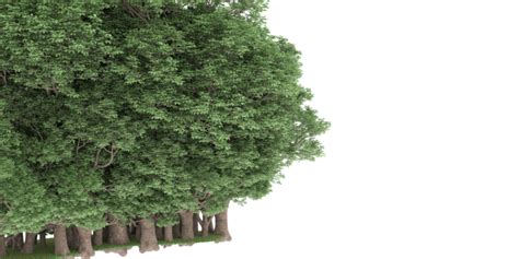 Forest Background Pngs For Free Download