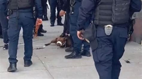 Intentó robar en vivienda y lo atacaron cuatro pitbulls El Heraldo de San Luis Potosí