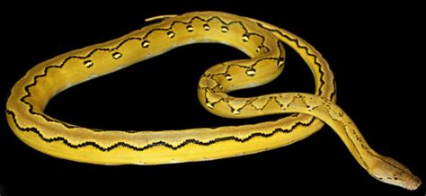 Reticulated Python Care Sheet Reptiles Magazine