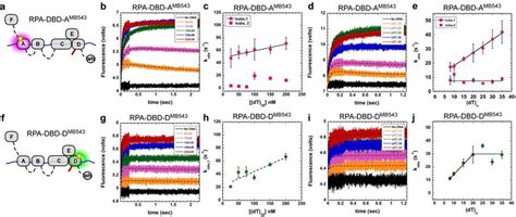 Dna Binding Dynamics Of Individual Dbds A And F Cartoons Depicting Download Scientific Diagram