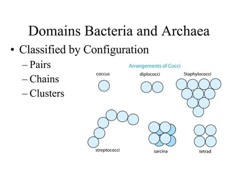 Prokaryote Classification Ppt