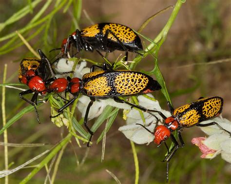 Blister Beetles