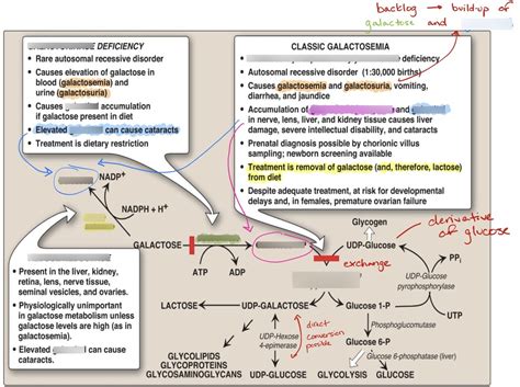 Pathway Galactose Metabolism Diagram Quizlet