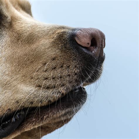 Do Dogs Get Bored How To Prevent Dog Boredom Bullibone