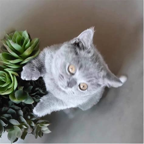 British Shorthair Rockingham PetsForHomes