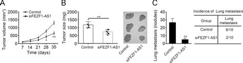 Fezf1 As1 Knockdown Inhibited Tumor Growth And Metastasis In Vivo A