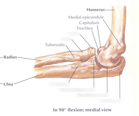 Proximal Ulna Diagram Quizlet