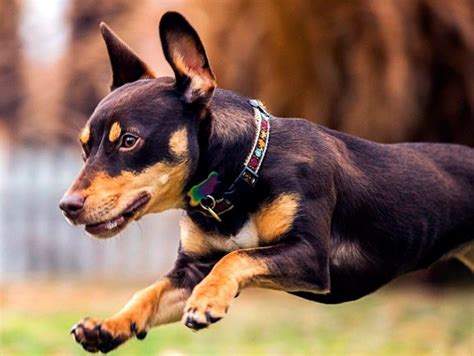 Pinscher Caminha De Cachorro