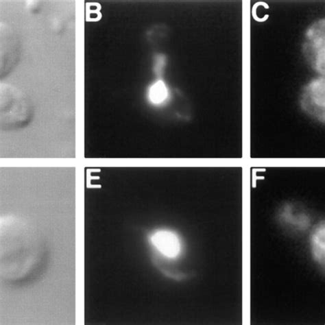 Er Morphology Is Wild Type In Dnm1Δ Cells Dic A And D Dapi B And
