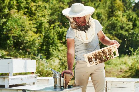 뒤에 녹색 나무 양봉가가 화창한 날에 야외에서 꿀벌로 가득 찬 벌집과 함께 일합니다 25 29세에 대한 스톡 사진 및 기타 이미지 25 29세 곤충 꽃가루 Istock