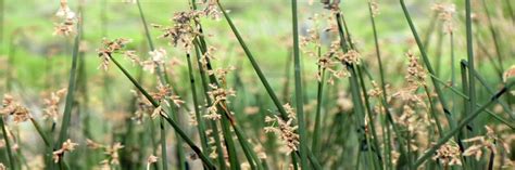 Best Aquatic Herbicides For Getting Rid Of Bulrush Solutions Pest And Lawn