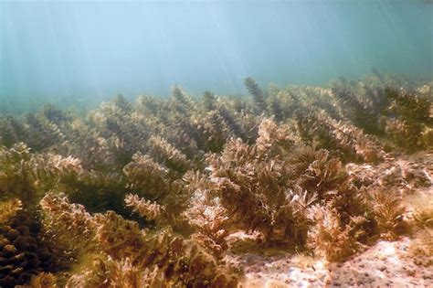 Premium Photo Underwater Freshwater Flora Rivers Lakes Pond