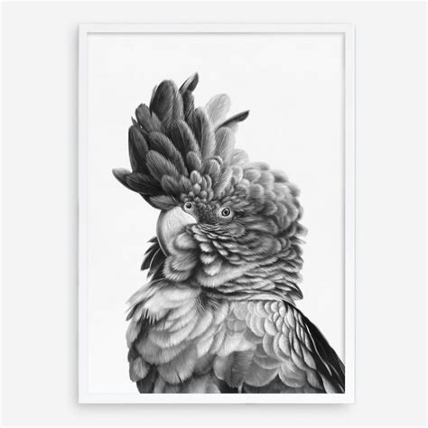 Buy Black Cockatoo Close Up Art Print The Print Emporium®