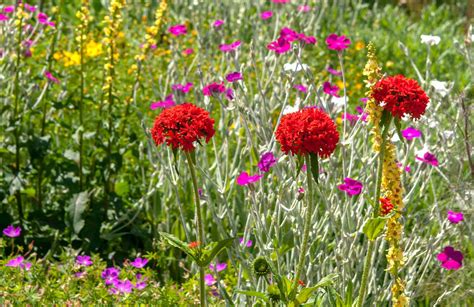 C Mo Cultivar Y Cuidar La Flor De Bristol Besthome