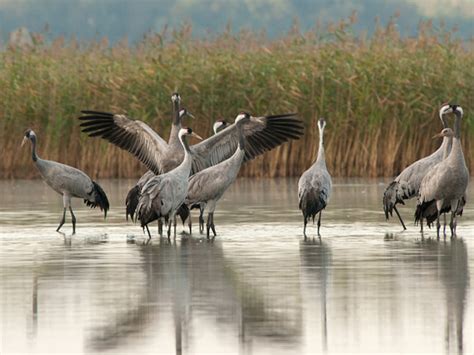Ella Activities Living Lakes Network