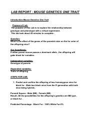 Exploring Mouse Genetics Understanding Traits Inheritance Course Hero