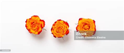 꽃 구성 흰색 배경에 장미 꽃과 녹색 잎으로 만든 프레임 어머니의 날 여성의 날 개념 플랫 레이 상단 보기 0명에 대한 스톡 사진 및 기타 이미지 Istock