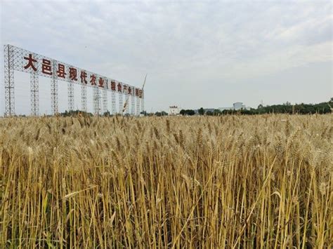 （川观新闻）从20多亩到2800亩，种粮大户扩种100倍的底气在哪里？ 四川农业大学新闻网